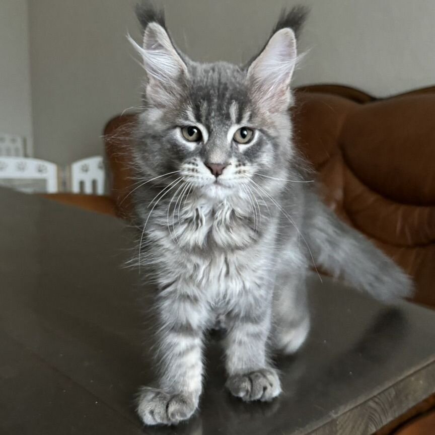 Мейн-кун котёнок