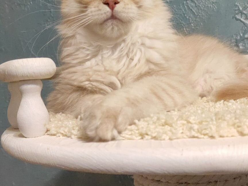 Котенок девочка 3 месяца