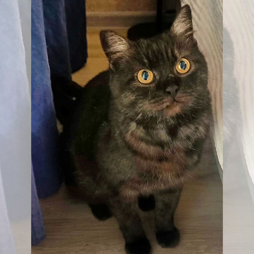 Взрослая, кошка в добрые руки