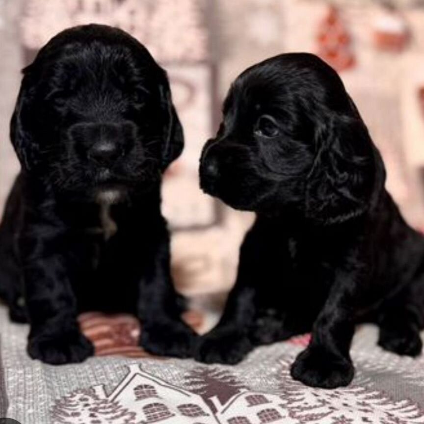 Малыши в хорошие руки