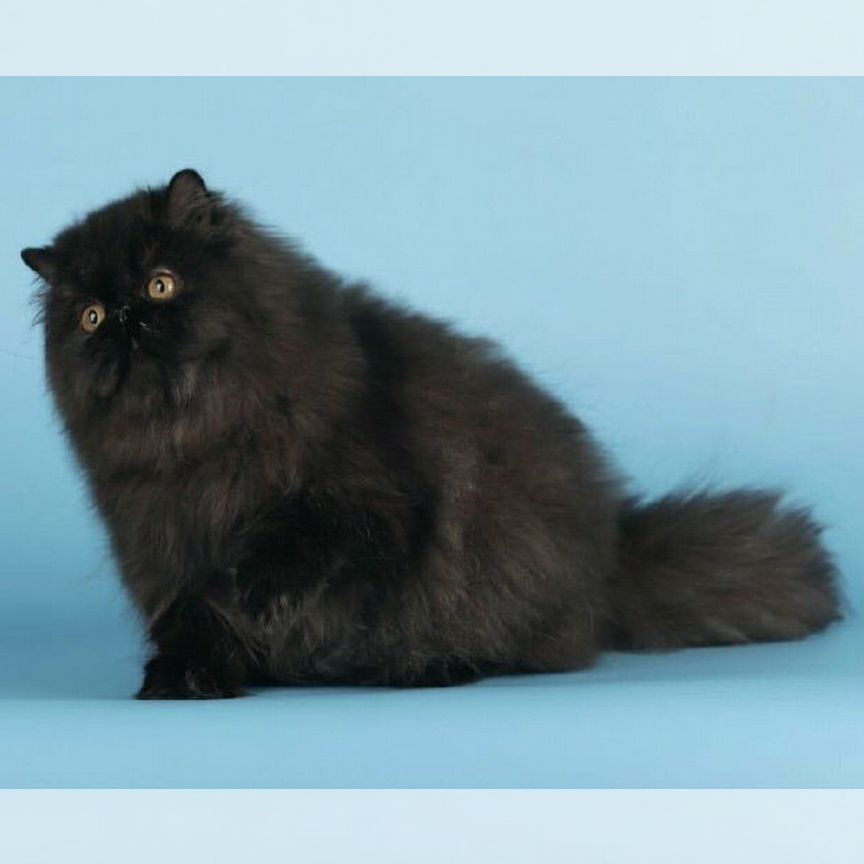 Котик экзот