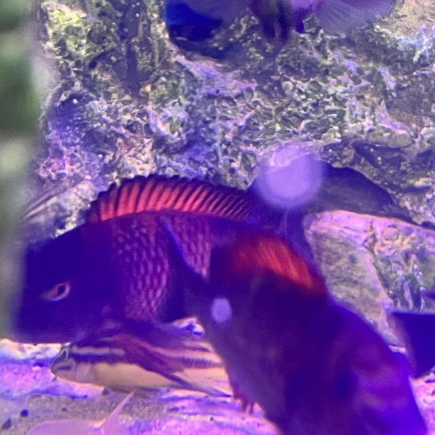 Аквариумные рыбы