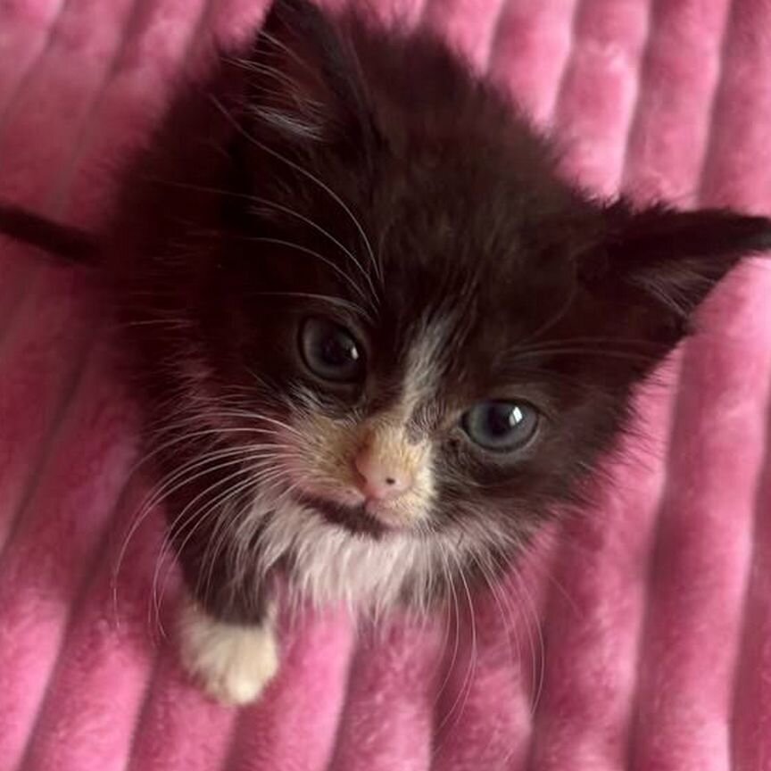 Сибирский котёнок