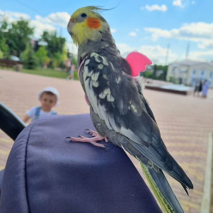 Попугай корелла говорящий