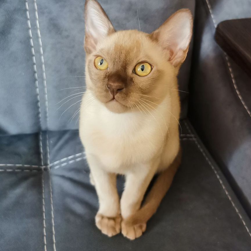 Котенок Европейской бурмы