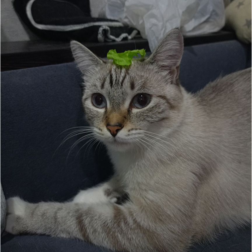 Взрослая, Девочка кошка в добрые руки