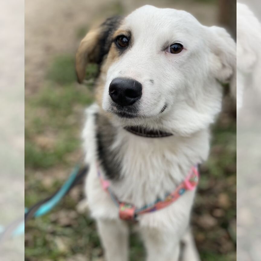 Щенок в добрые руки