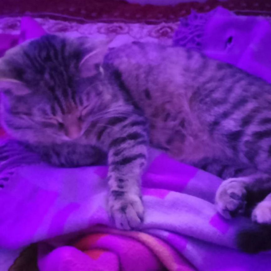 Отдам в добрые руки