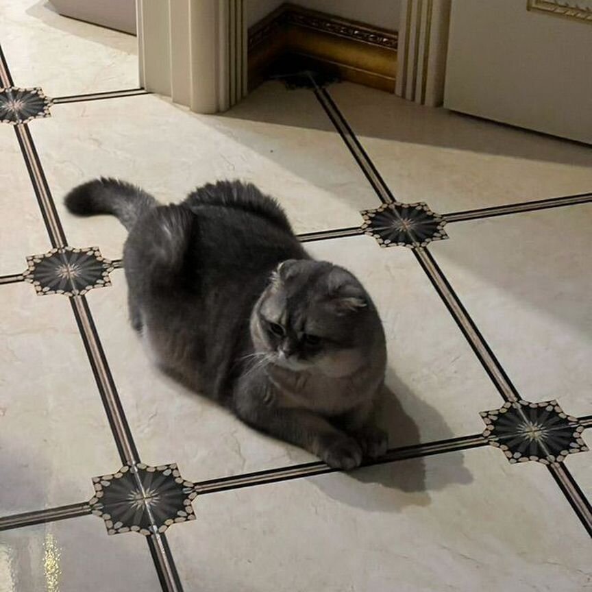 Шотланский кот бесплатно