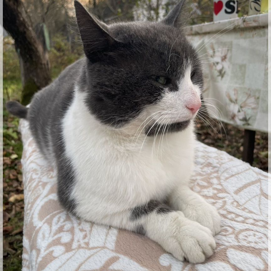 Кошки