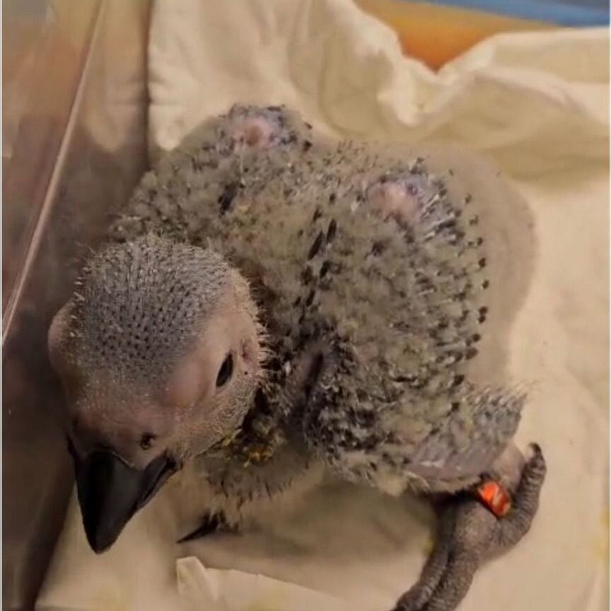 Пиннец крупного говорящего попугая