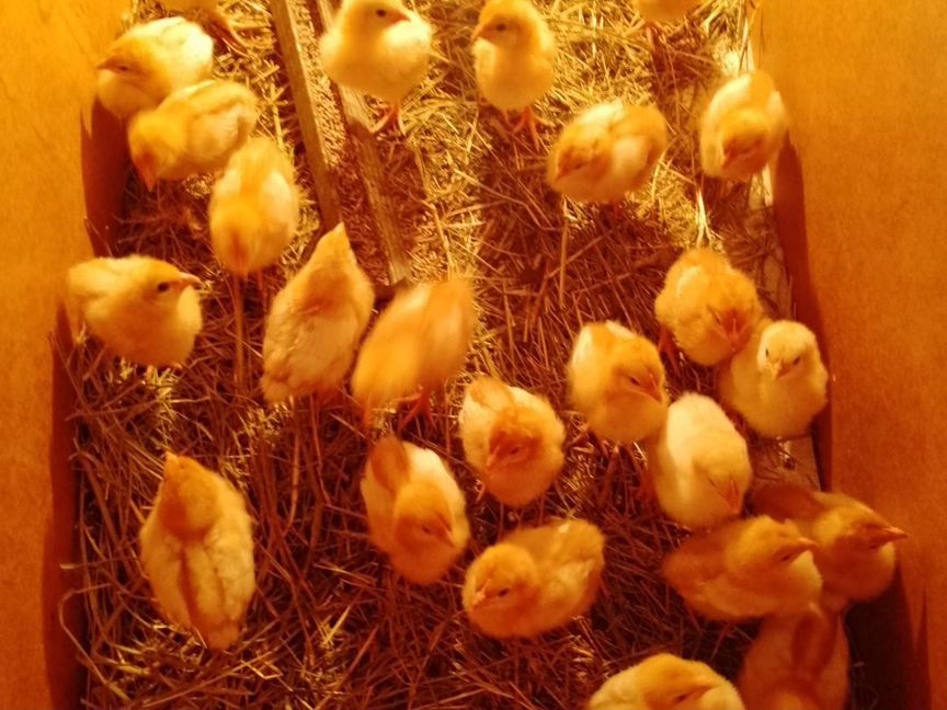 Цыплята Ломан Браун. Двух недельные