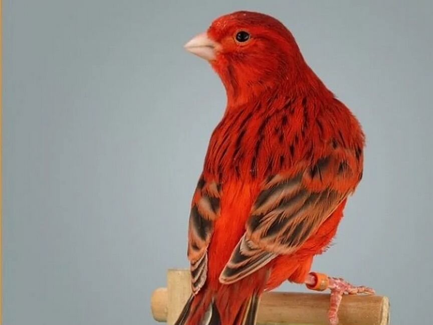 Продаю красных кенарей и канареек, есть выбор