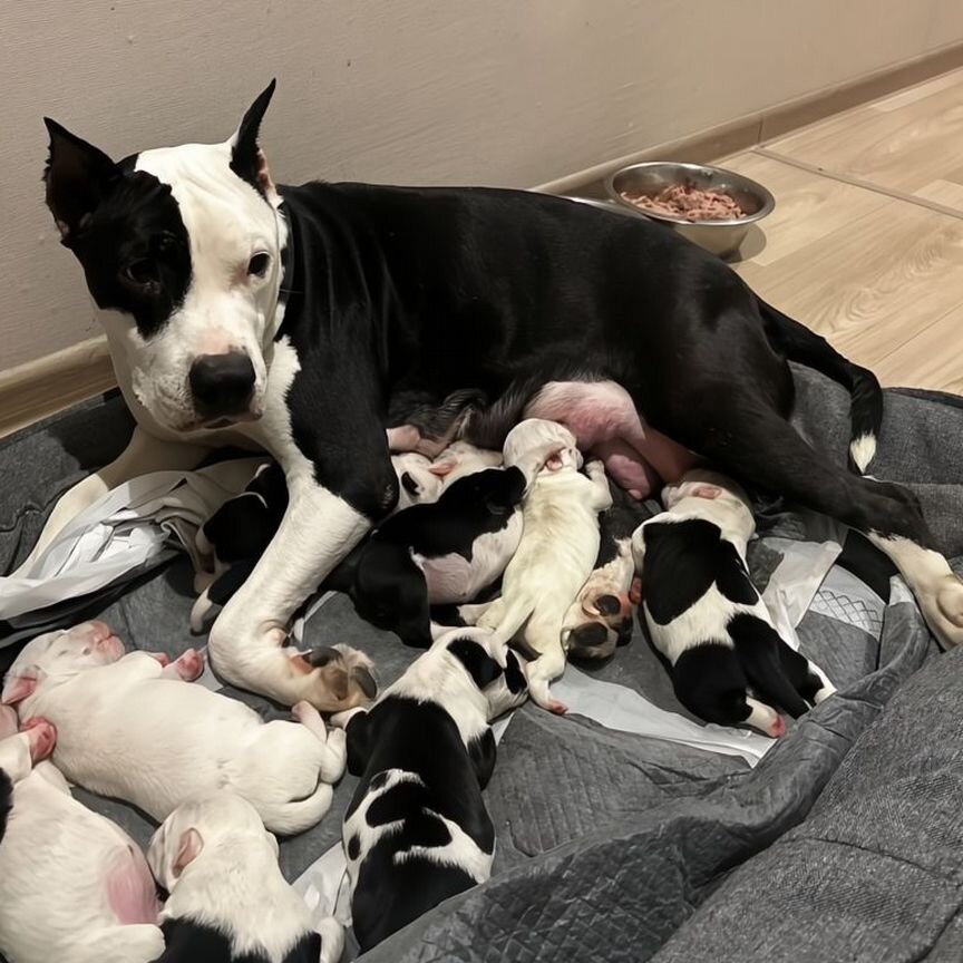 Американский стаффордширский терьер, щенок