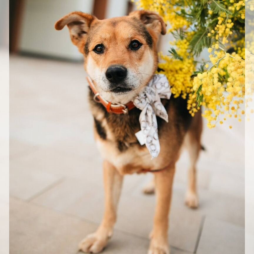 Взрослая собака в добрые руки