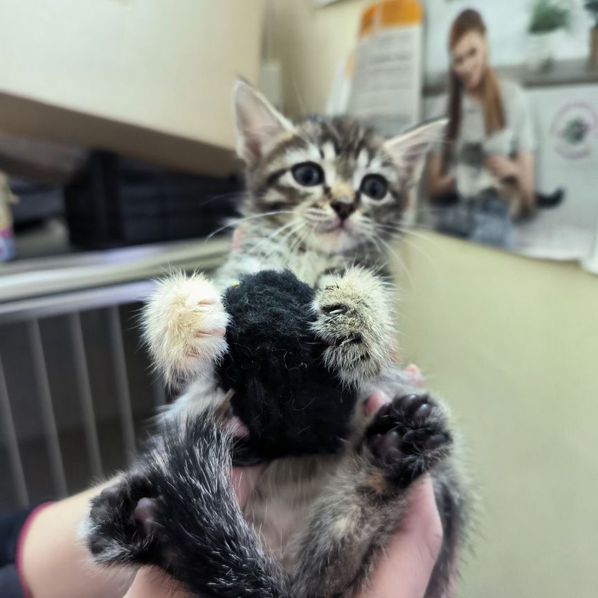 Котенок Лупа-Пупа