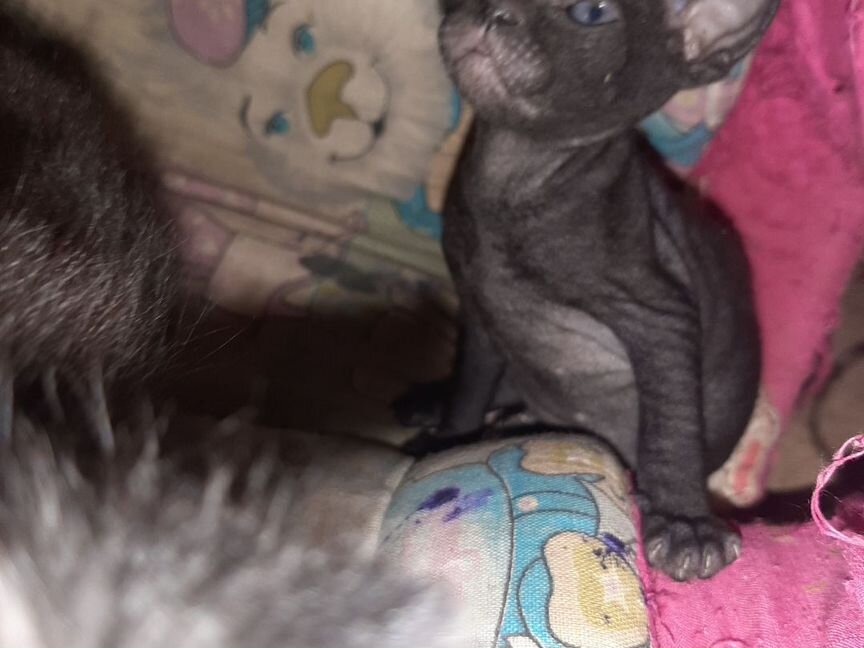 Котята смесь с сфинкс