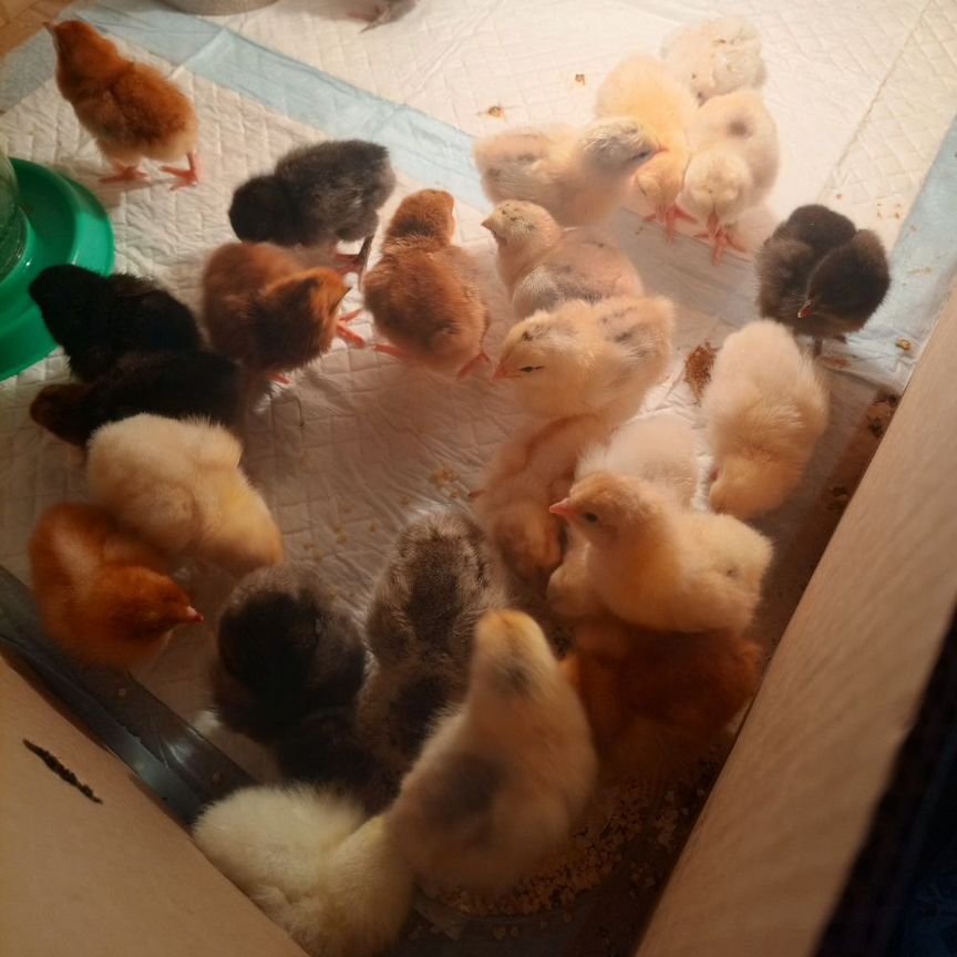 Цыплята несушки