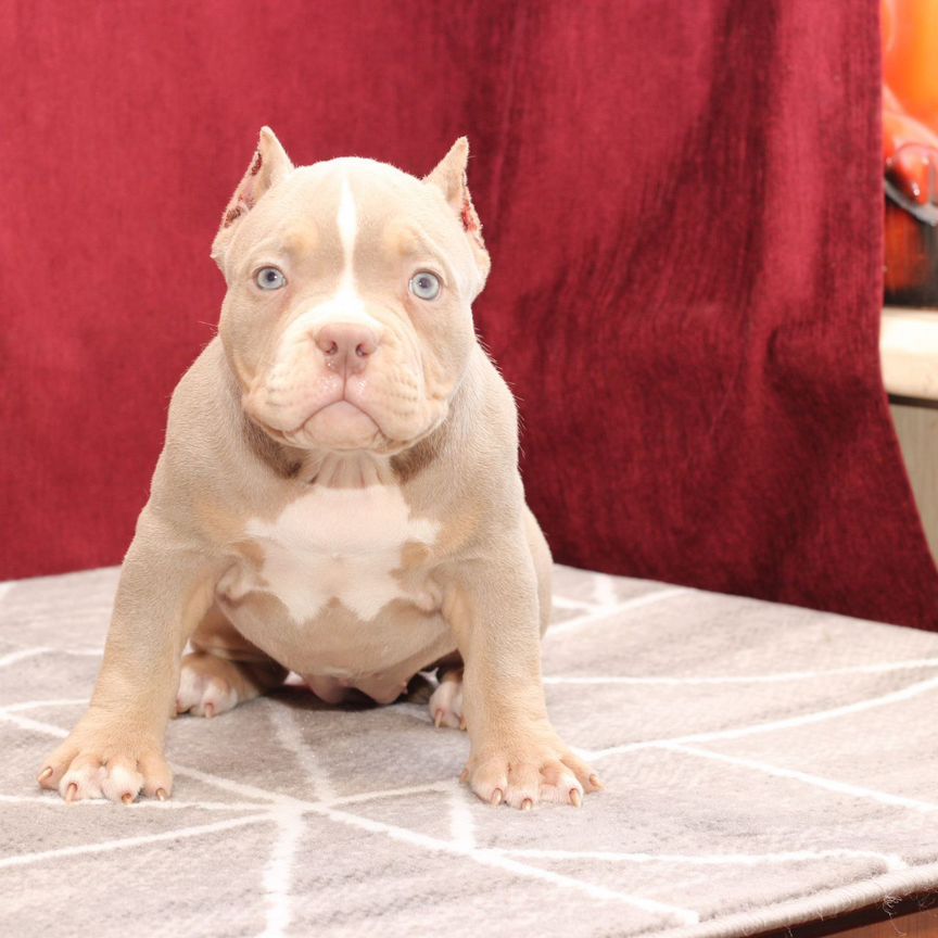 Американский булли покет