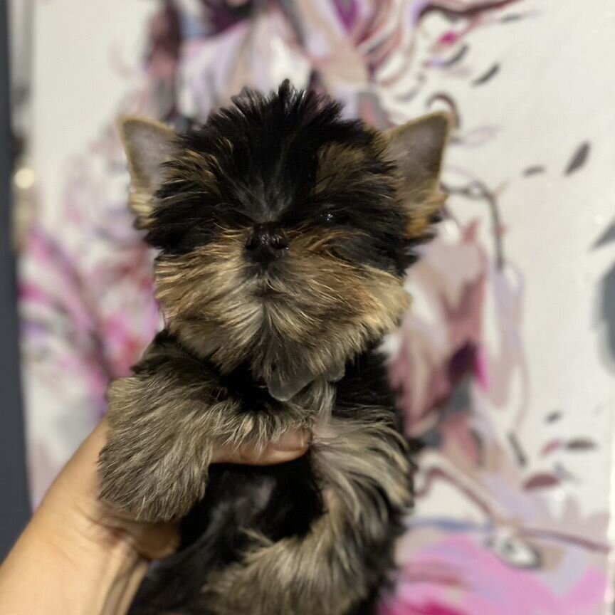 Мини мальчик