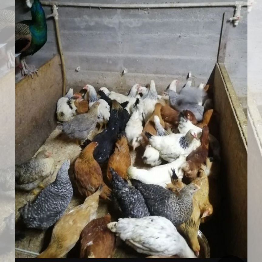 Куры домашние