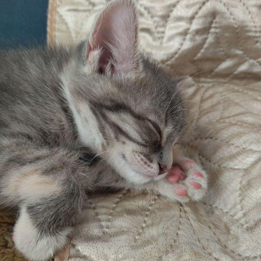 Котёнок в добрые руки