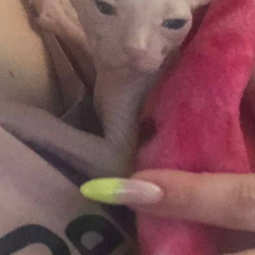 Сфинкс котенок