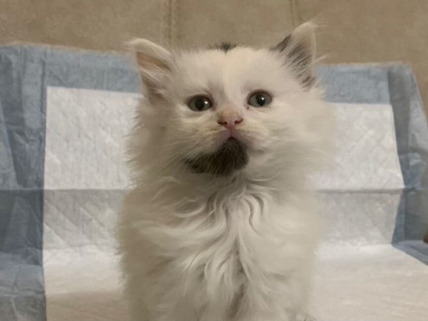 Милая кошечка в дар