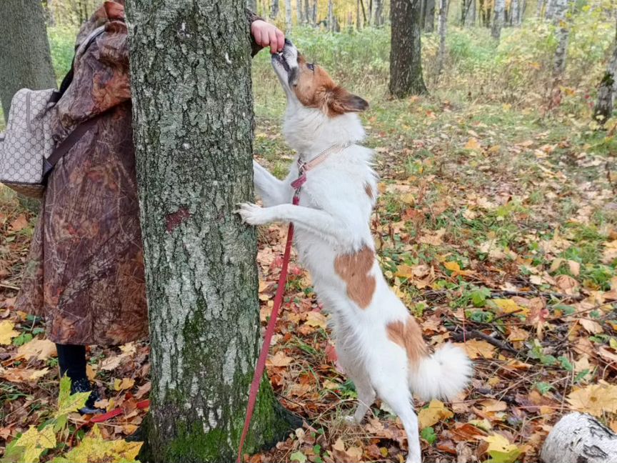 Красивая собака метис осталась одна