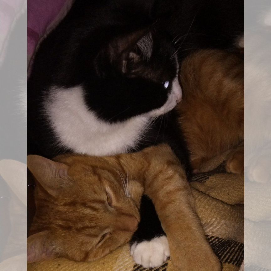 Взрослый кот в добрые руки