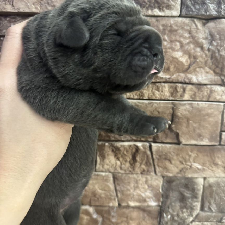 Щенки кане корсо