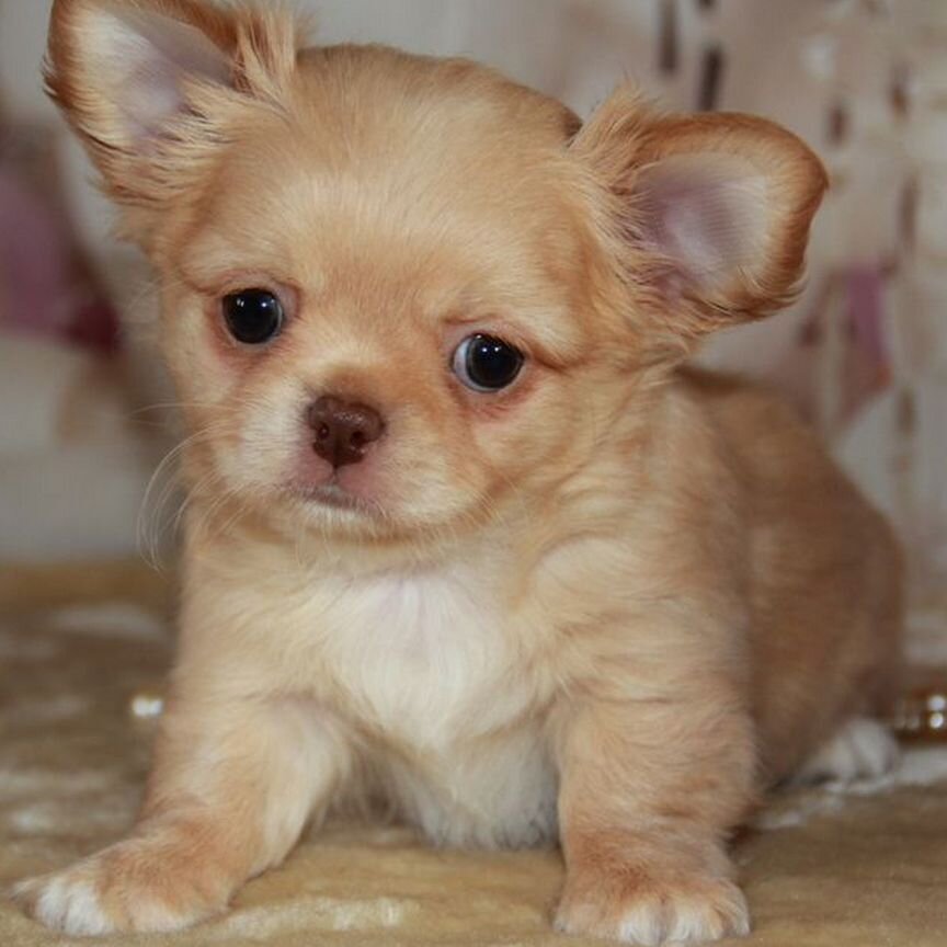 Чихуахуа, щенок