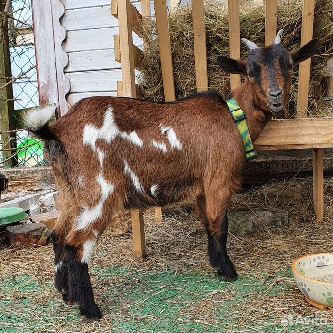 Козы камерунские чистокровные