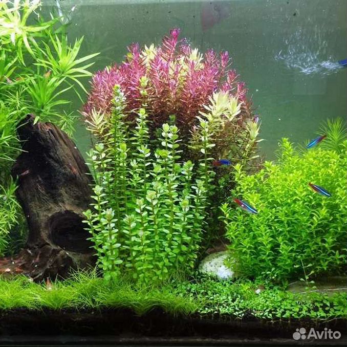 Ротала Макрандра красная