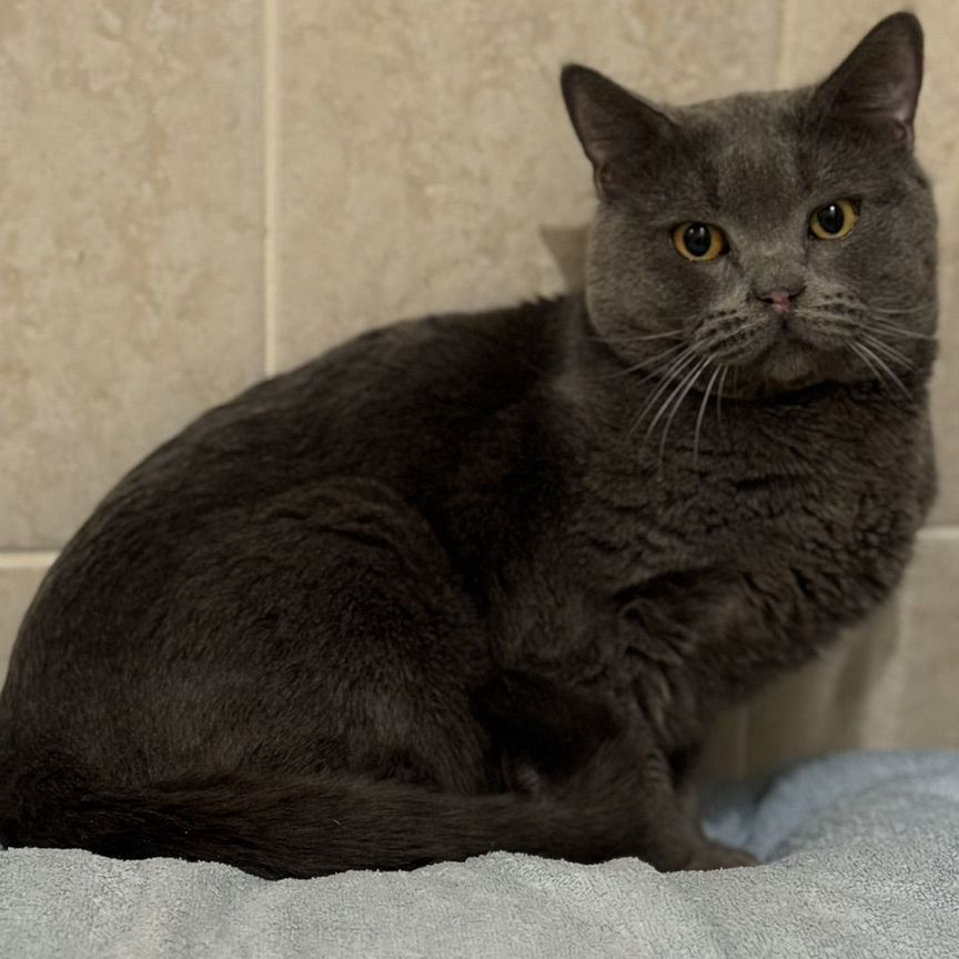 Британский короткошёрстный, взрослый кот