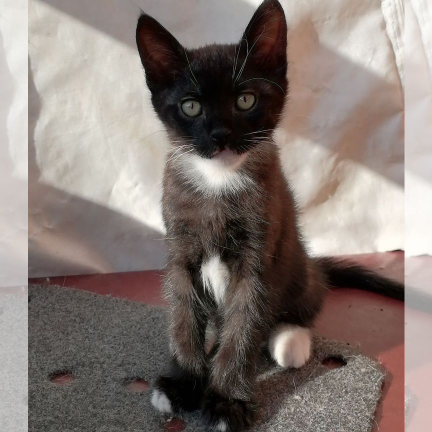 Котёнок в добрые руки