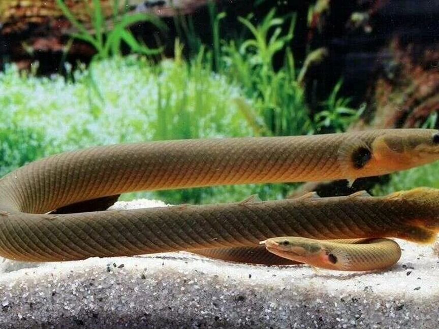 Калабарский каломоихт рыбка