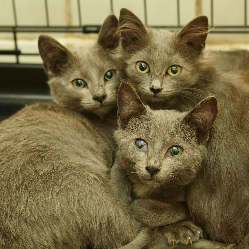 Серые плюшевые котята 3 месяца