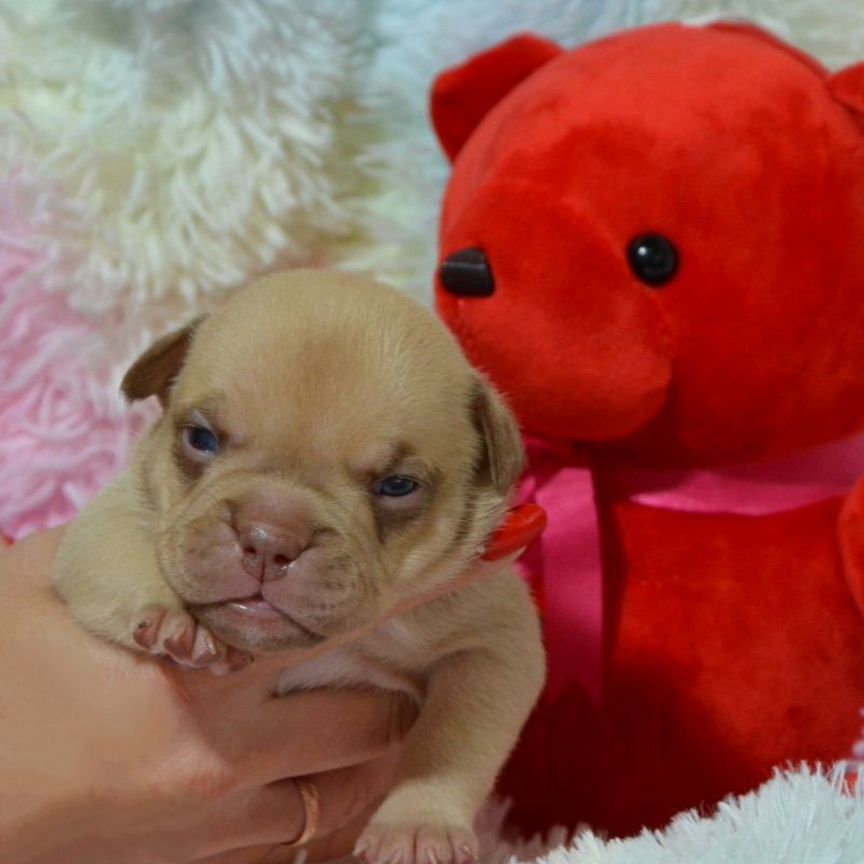 Американский булли