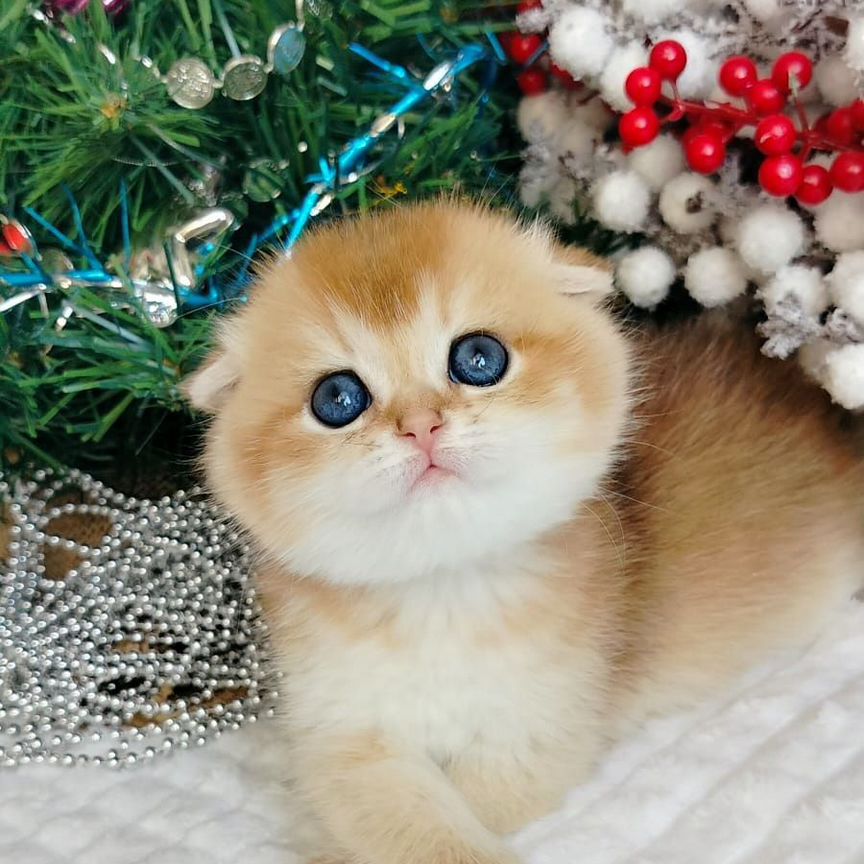 Кот золотой шиншиллы