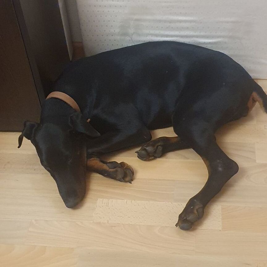 Доберман, щенок