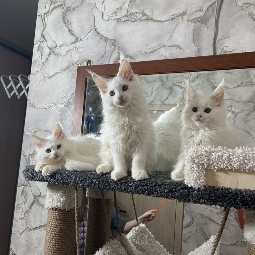 Котята мейн-кун