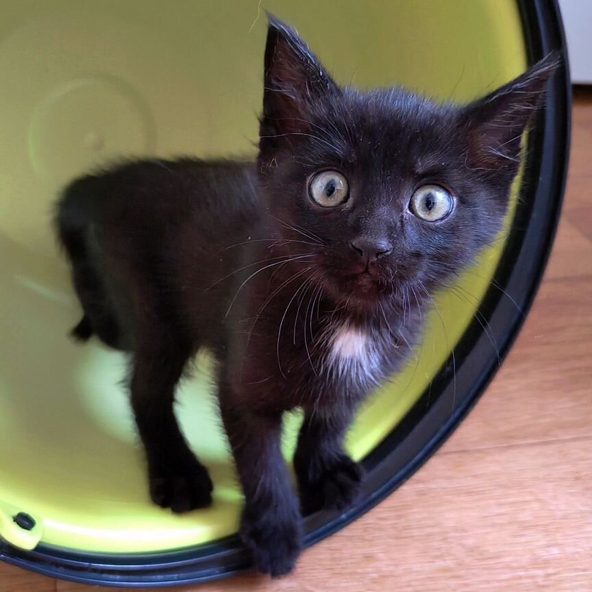Котёнок в добрые руки