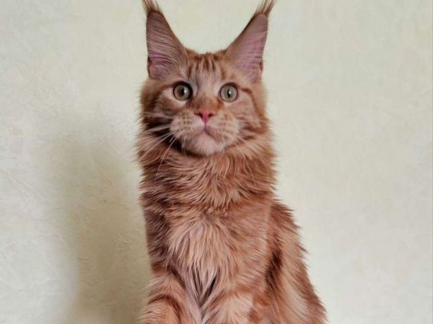 Кошка мейн кун 1,3 года с документами