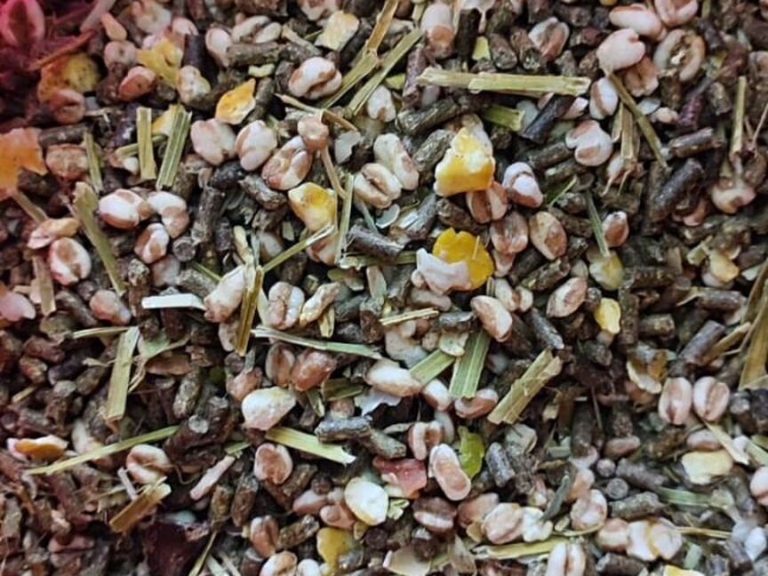 Корм для декоративных кроликов