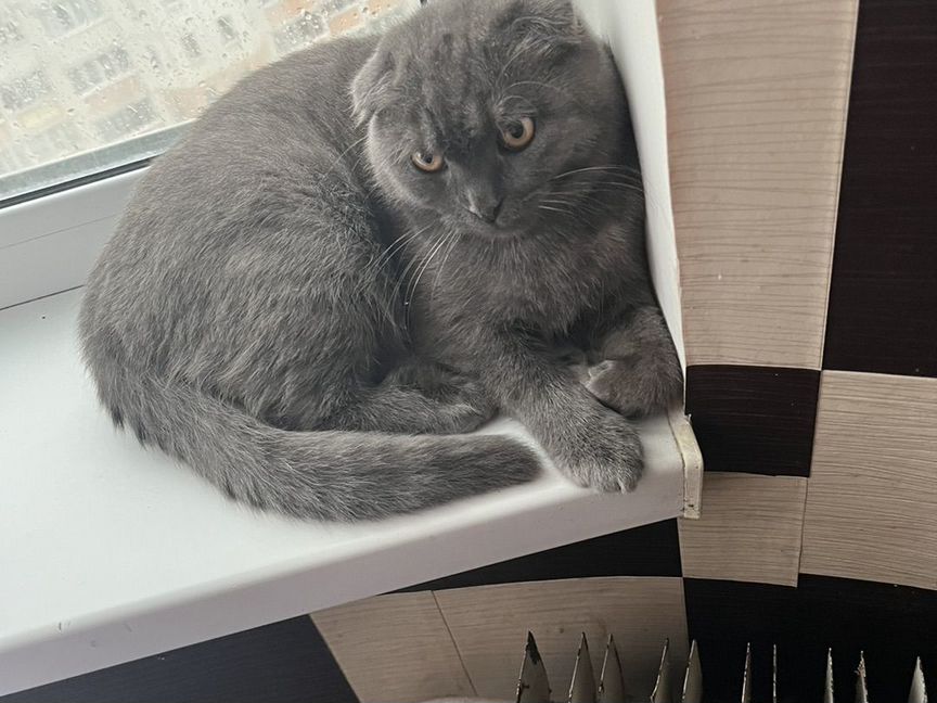 Британка вислоухая