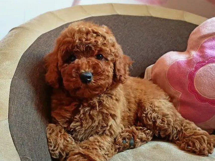 Щенки той пуделя