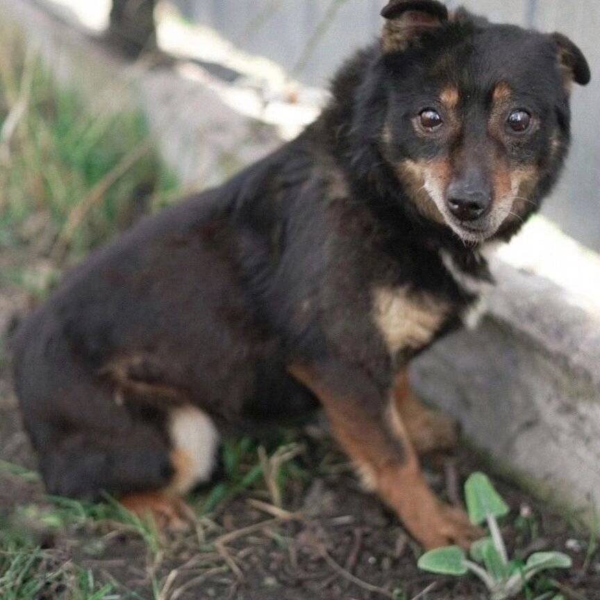 Маленькая собака со сломанной челюстью ищет дом