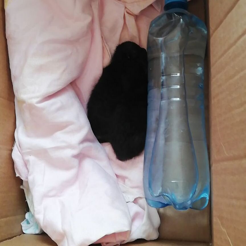 Черный котенок 4 дня от роду ищет кормящую кошку