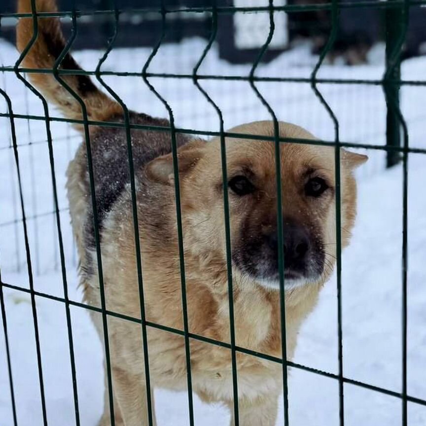 Взрослый пёс в добрые руки
